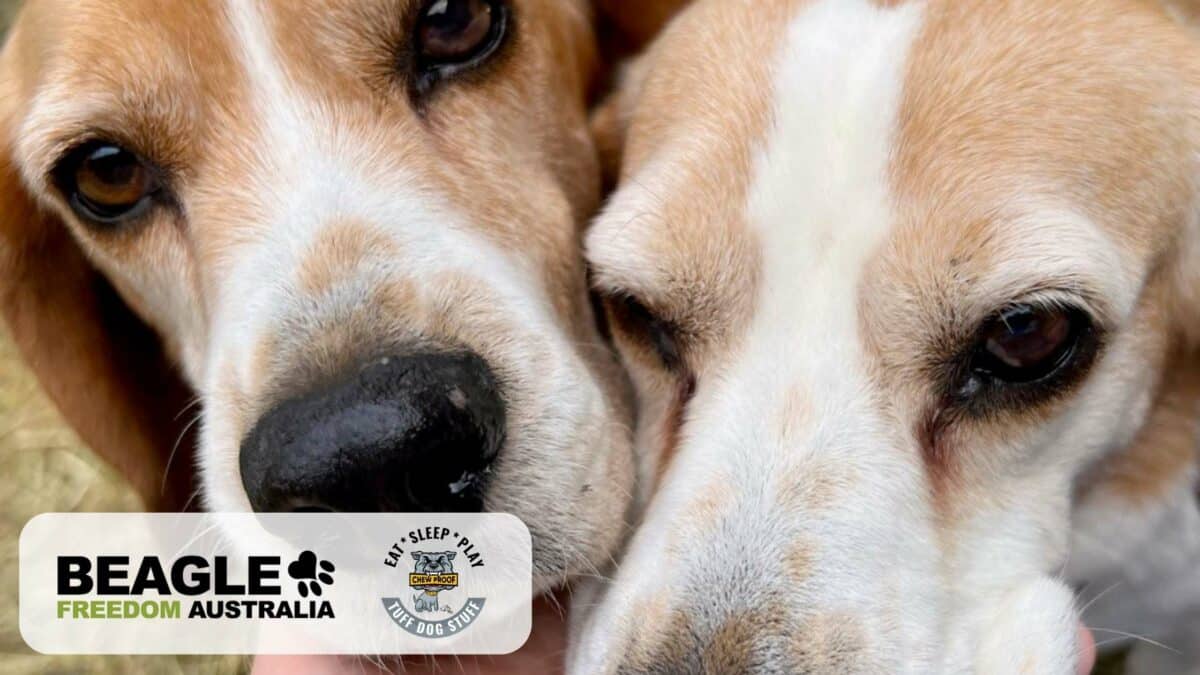 Beagle Freedom Australia's Journey of Compassion - Chewproof Dog Beds