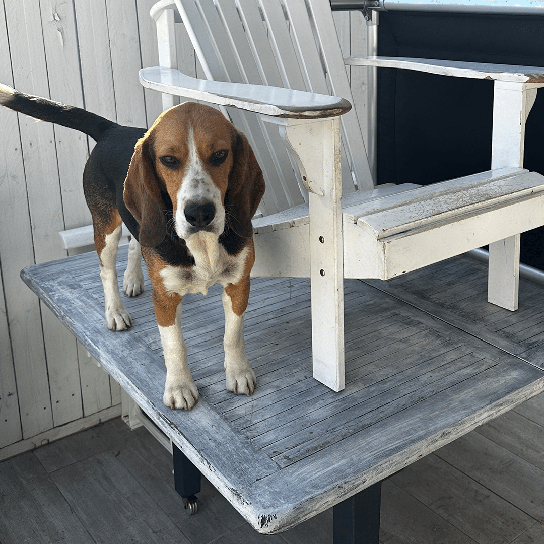 About Us - Chewproof Dog Beds