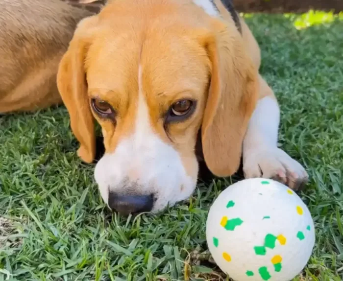 Chew Crew Tennis Ball Challenge - Chewproof Dog Beds
